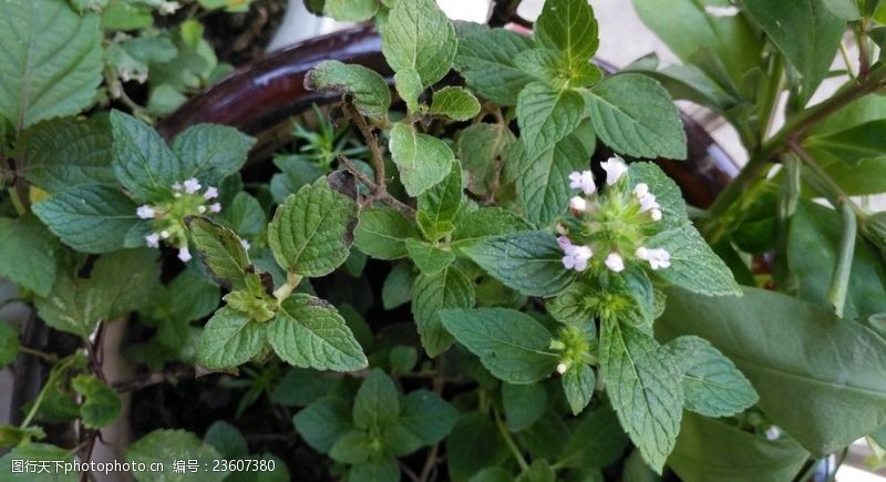 苦刀草图片免费下载_苦刀草素材_苦刀草模板-图行天下素材网